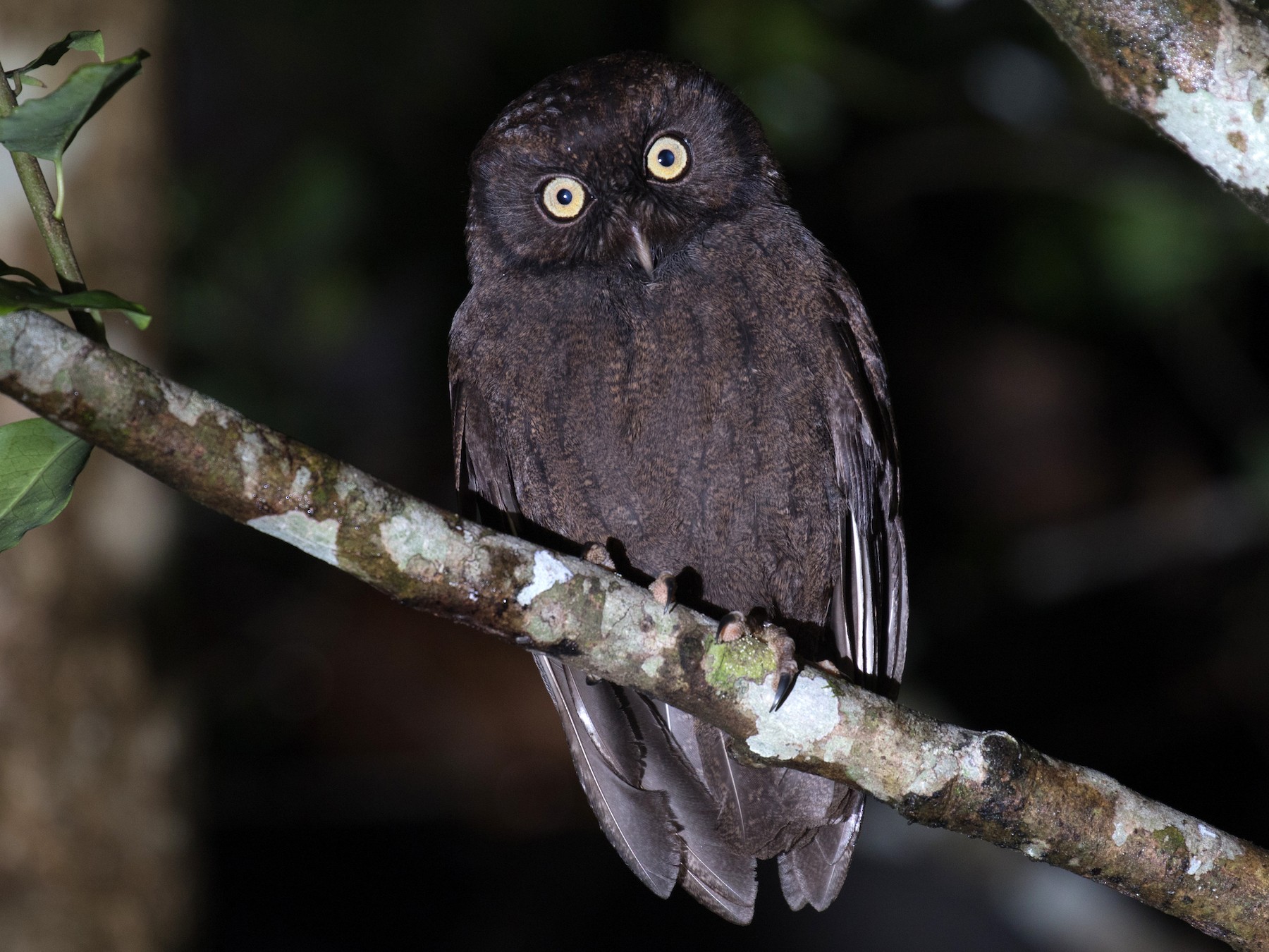 Anjouan Scops-Owl - eBird