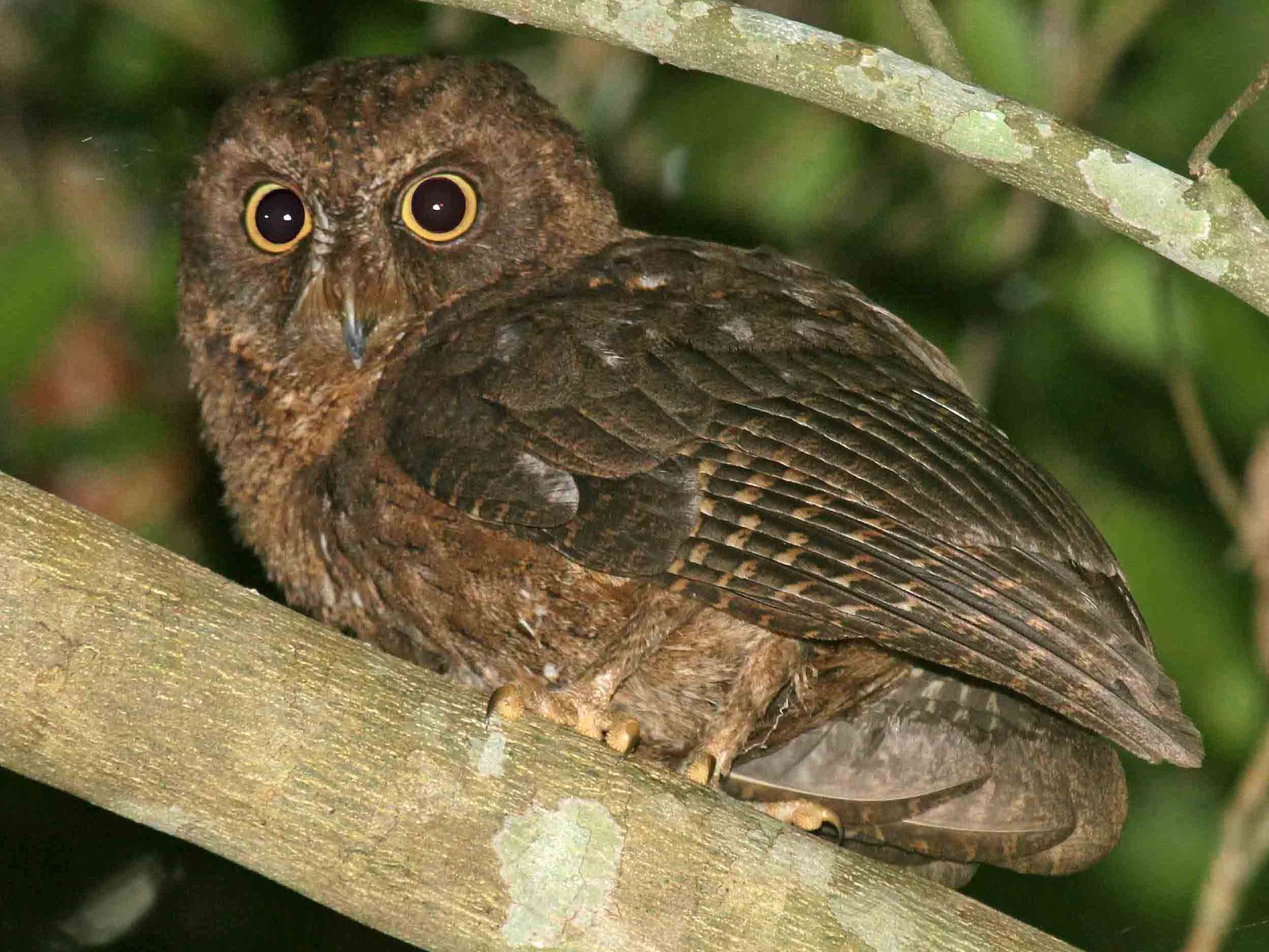 Mayotte Scops-Owl - eBird