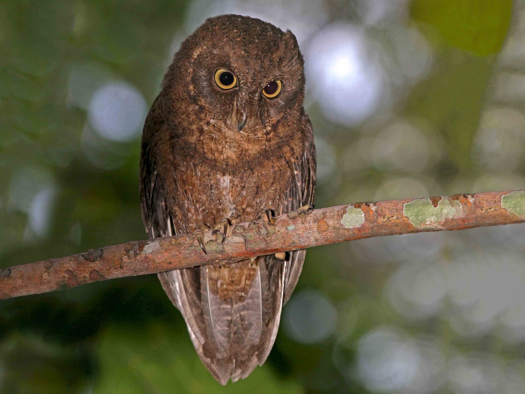 Mayotte Scops-Owl - eBird