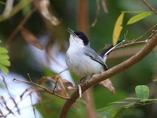 Tropical Gnatcatcher - Polioptila plumbea - Birds of the World
