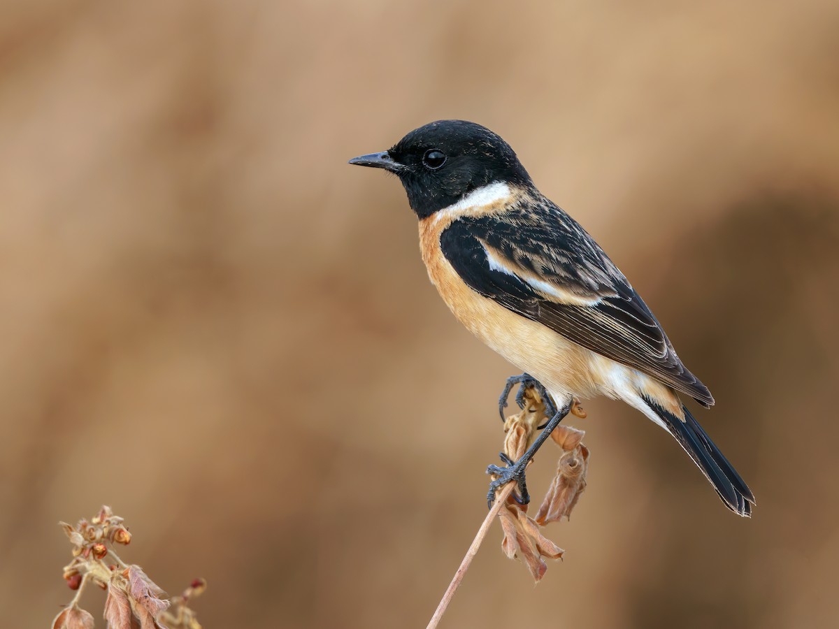 Siberian Stonechat - Saxicola maurus - Birds of the World