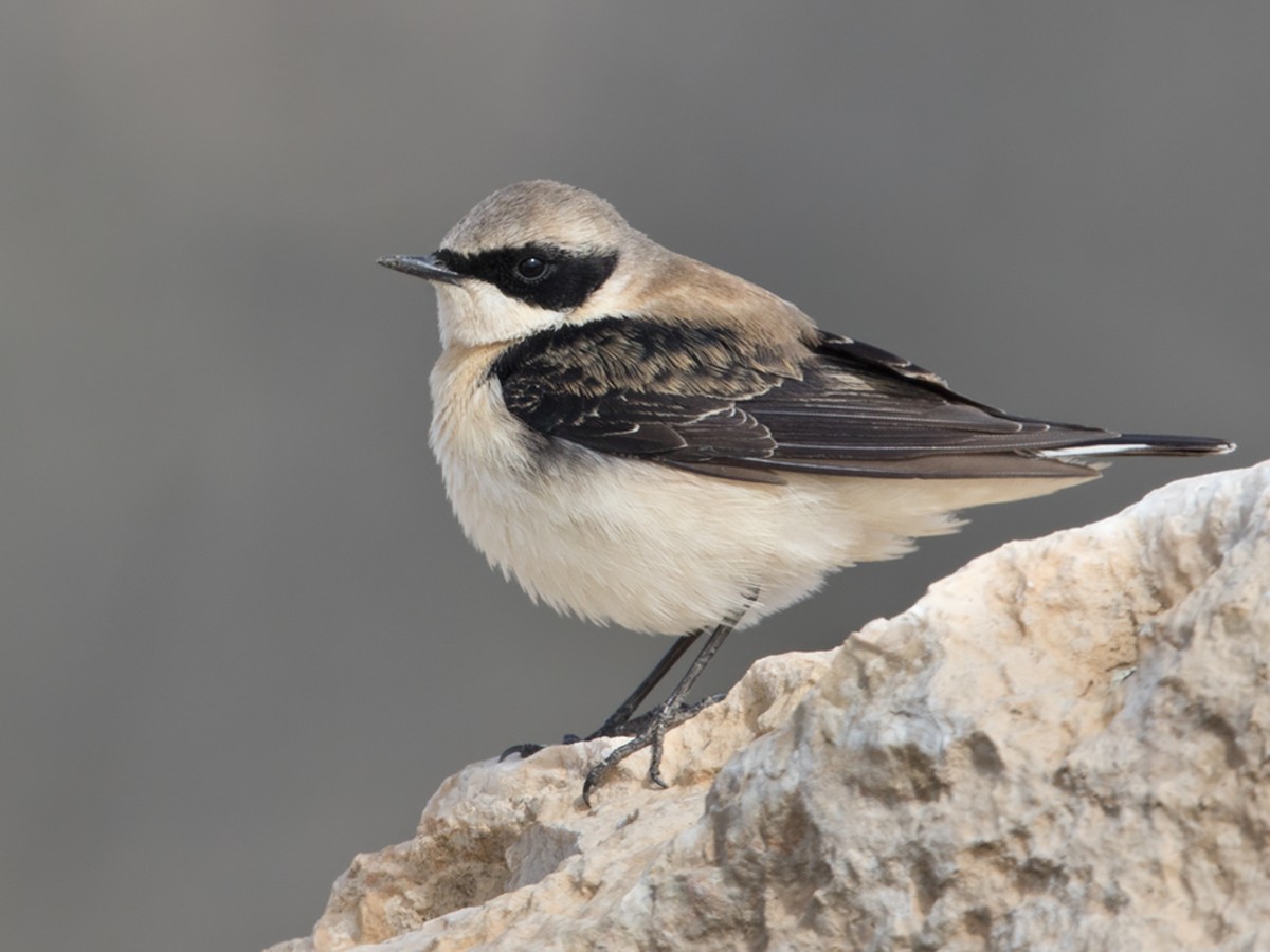 Eastern Black-eared Wheatear - Oenanthe melanoleuca - Birds of the World