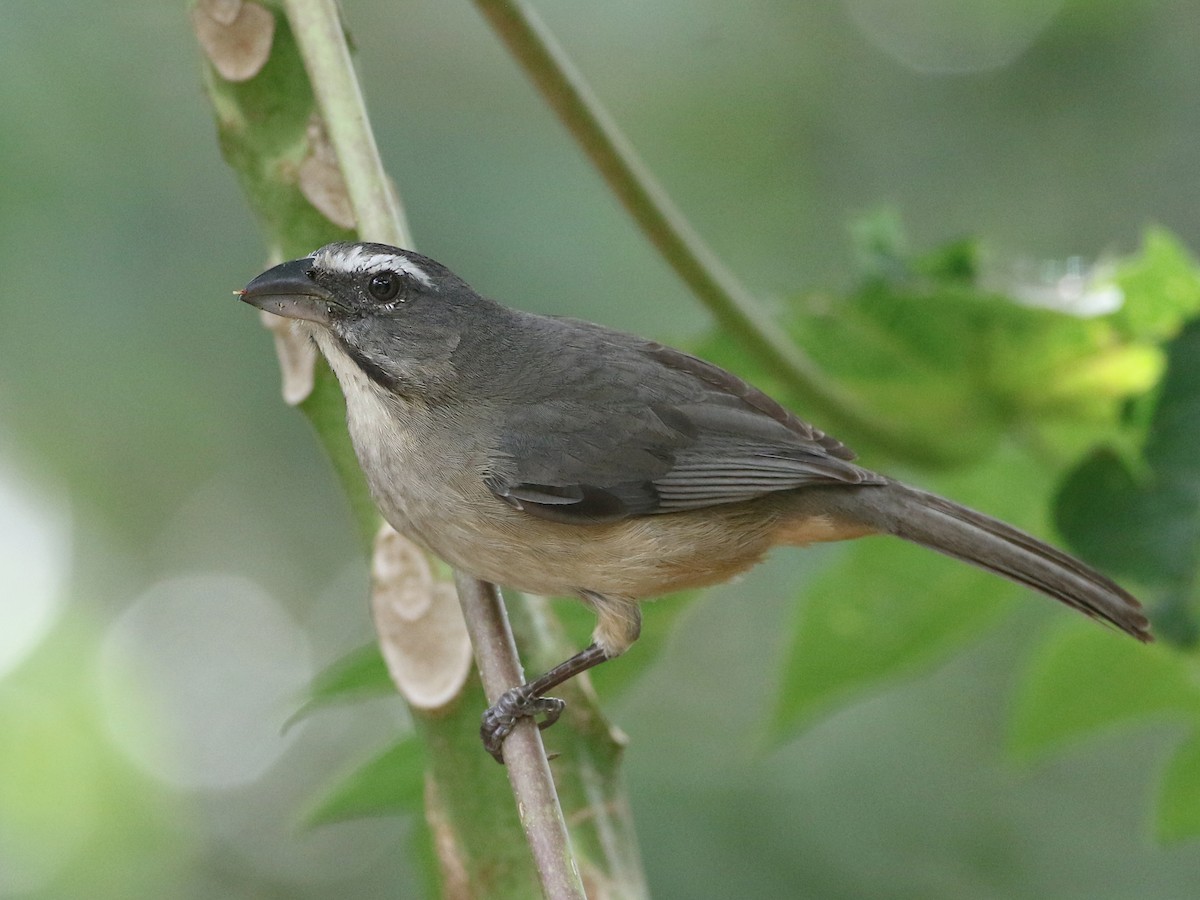 Cinnamon-bellied Saltator - Saltator grandis - Birds of the World