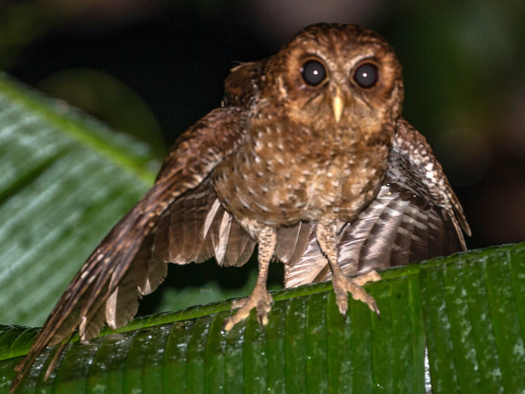 Palau Scops-Owl - eBird