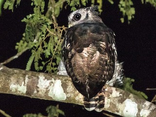 Akun Eagle-Owl - eBird