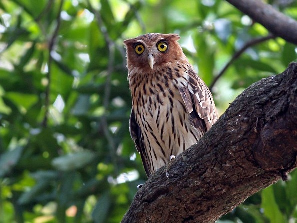 Philippine Eagle-Owl - eBird