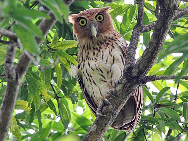 Philippine Eagle-Owl - eBird