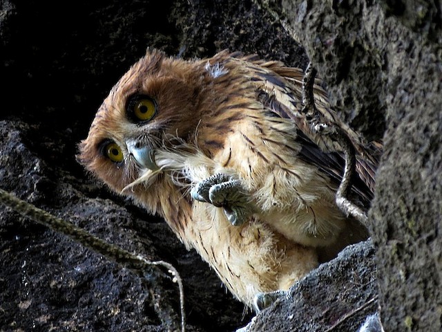 Philippine Eagle Owl