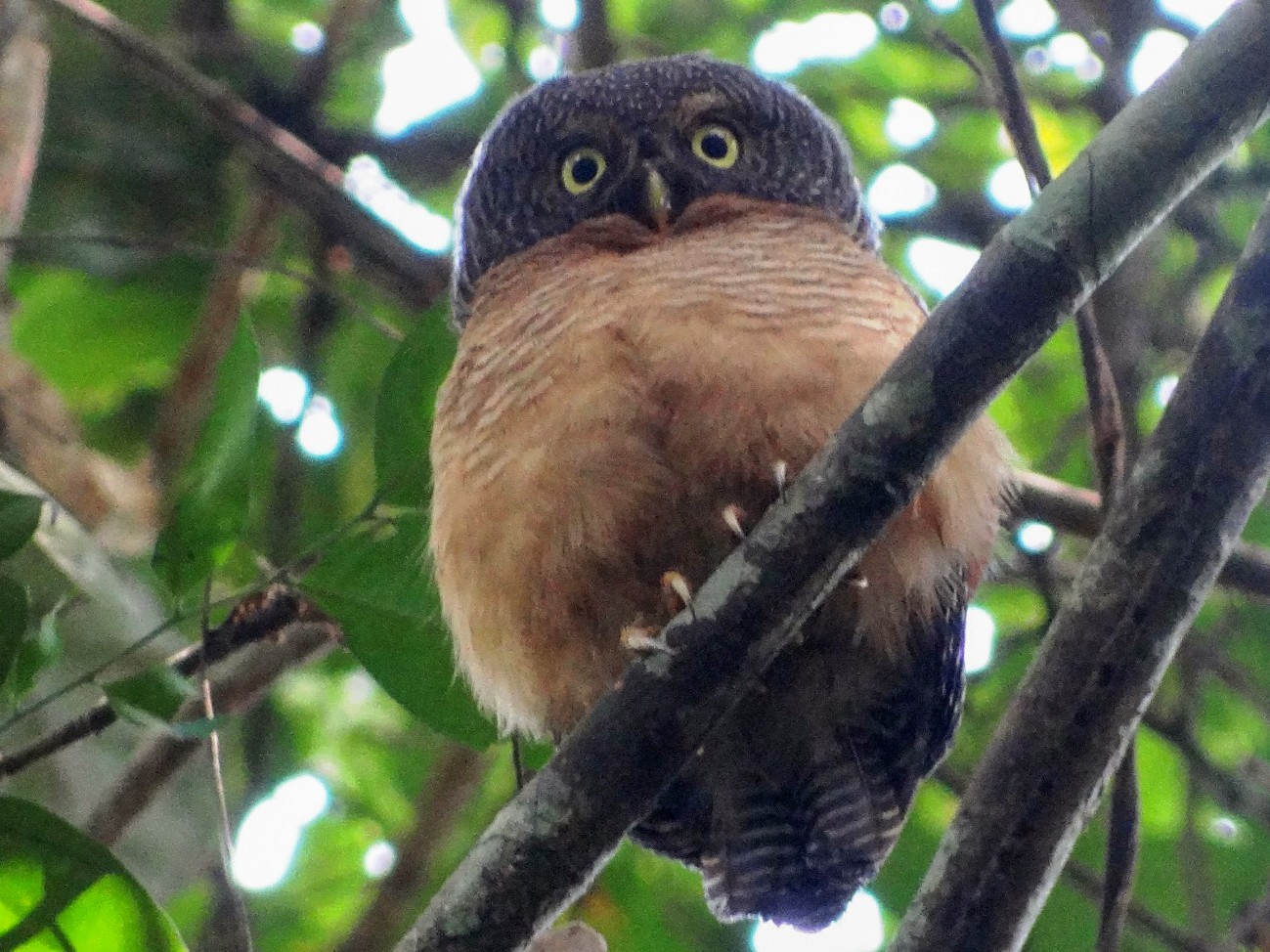 Mochuelo del Congo - eBird