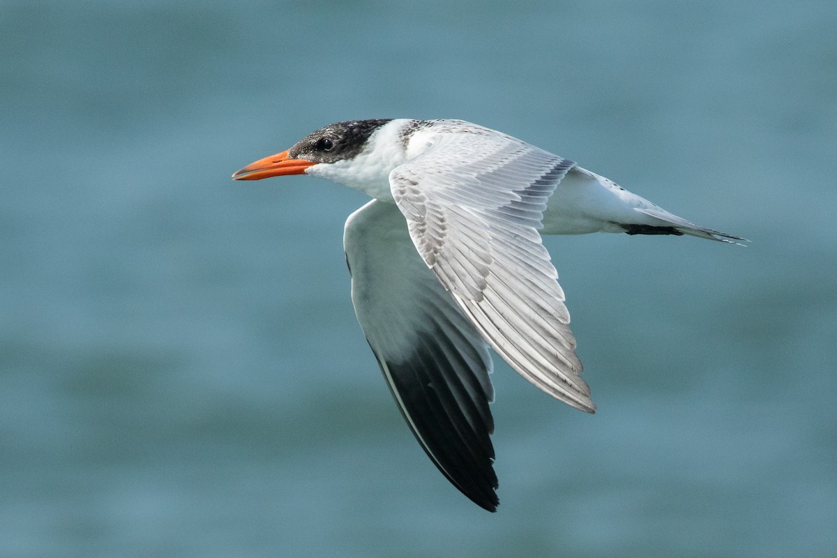 eBird Checklist - 21 Aug 2021 - Iona Island (General) - 66 species