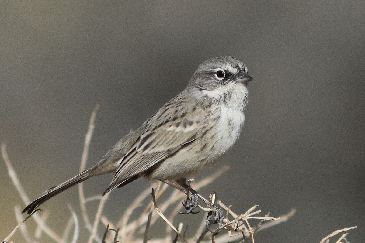 eBird Checklist - 25 Dec 2017 - Red Rock Canyon SP - 2 species (+1 ...