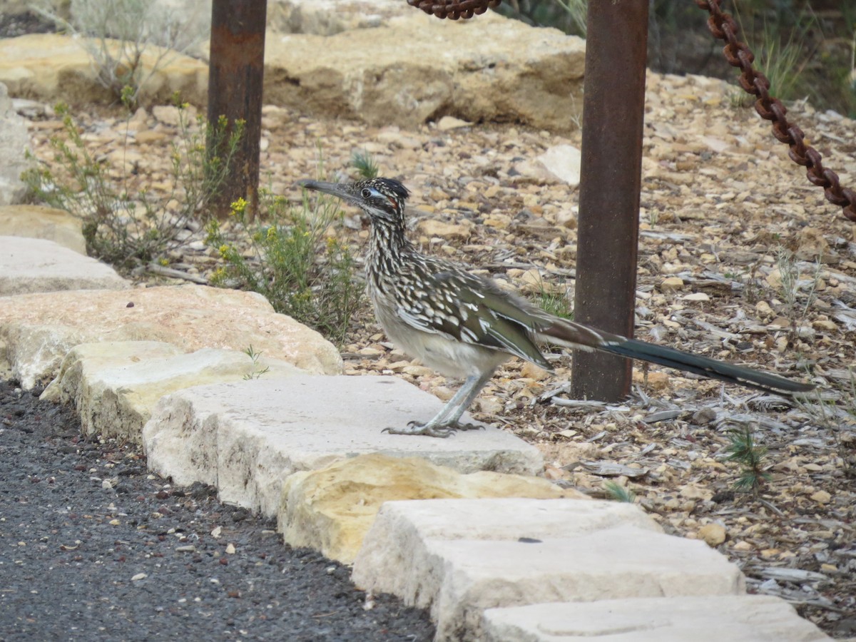 eBird Checklist - 1 Oct 2016 - Grand Canyon NP--Visitor Center - 1 species