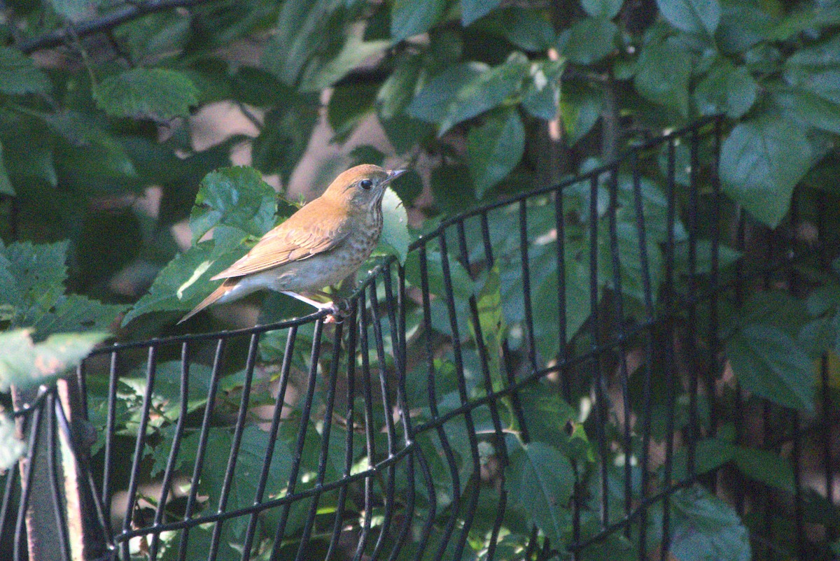 eBird Checklist - 25 Aug 2021 - Central Park--The Ramble - 19 species ...