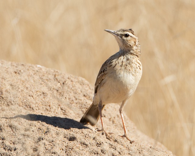 Photos - Short-clawed Lark - Certhilauda chuana - Birds of the World