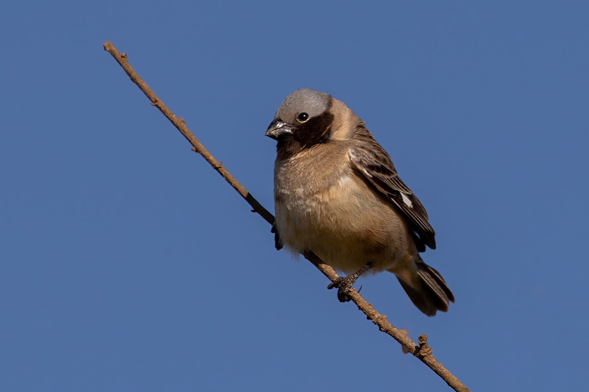 Ibera Seedeater (undescribed form) - eBird