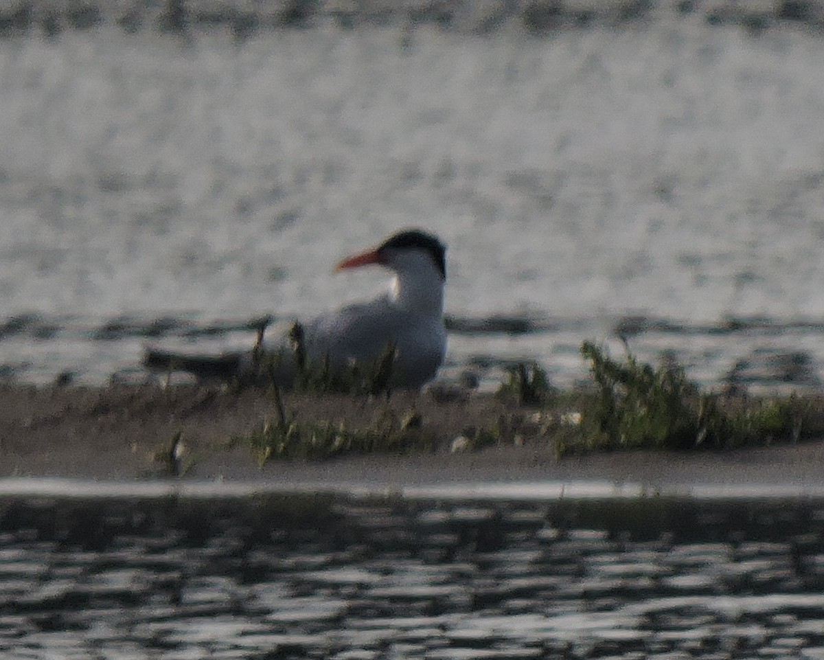 eBird Checklist - 29 Aug 2021 - Wolf Marine - 3 species