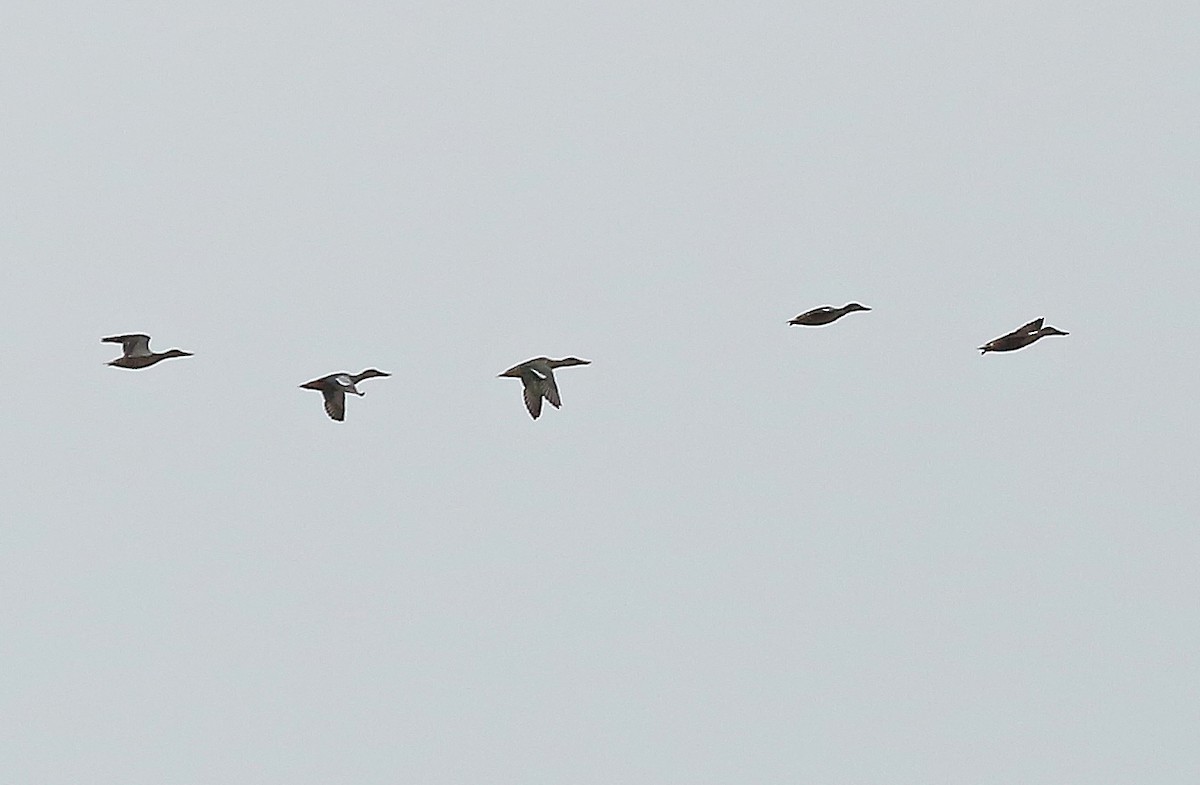 eBird Checklist - 28 Dec 2014 - Humedal La Segua (Chone Lakes) y ...