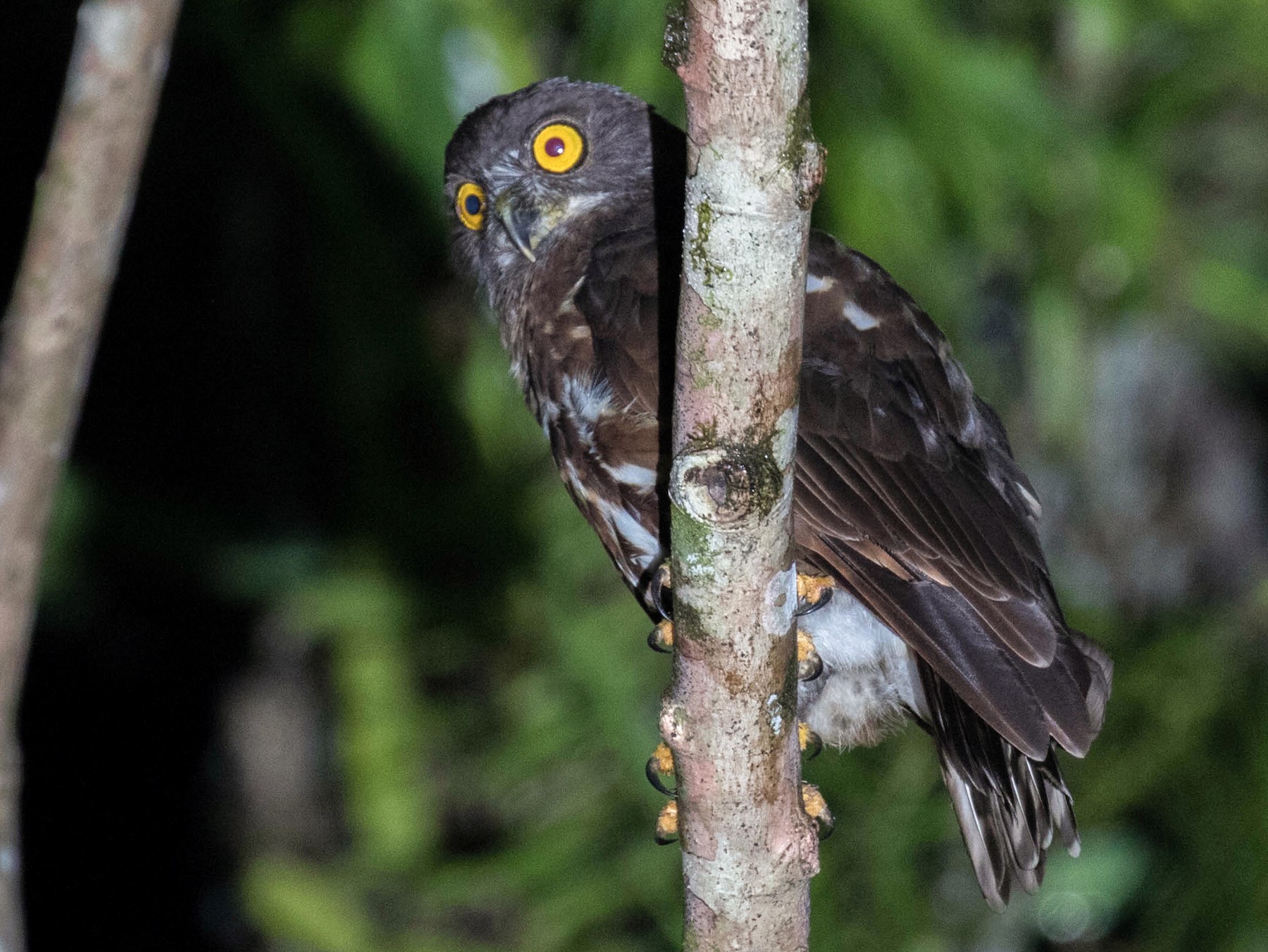 Chocolate Boobook - eBird