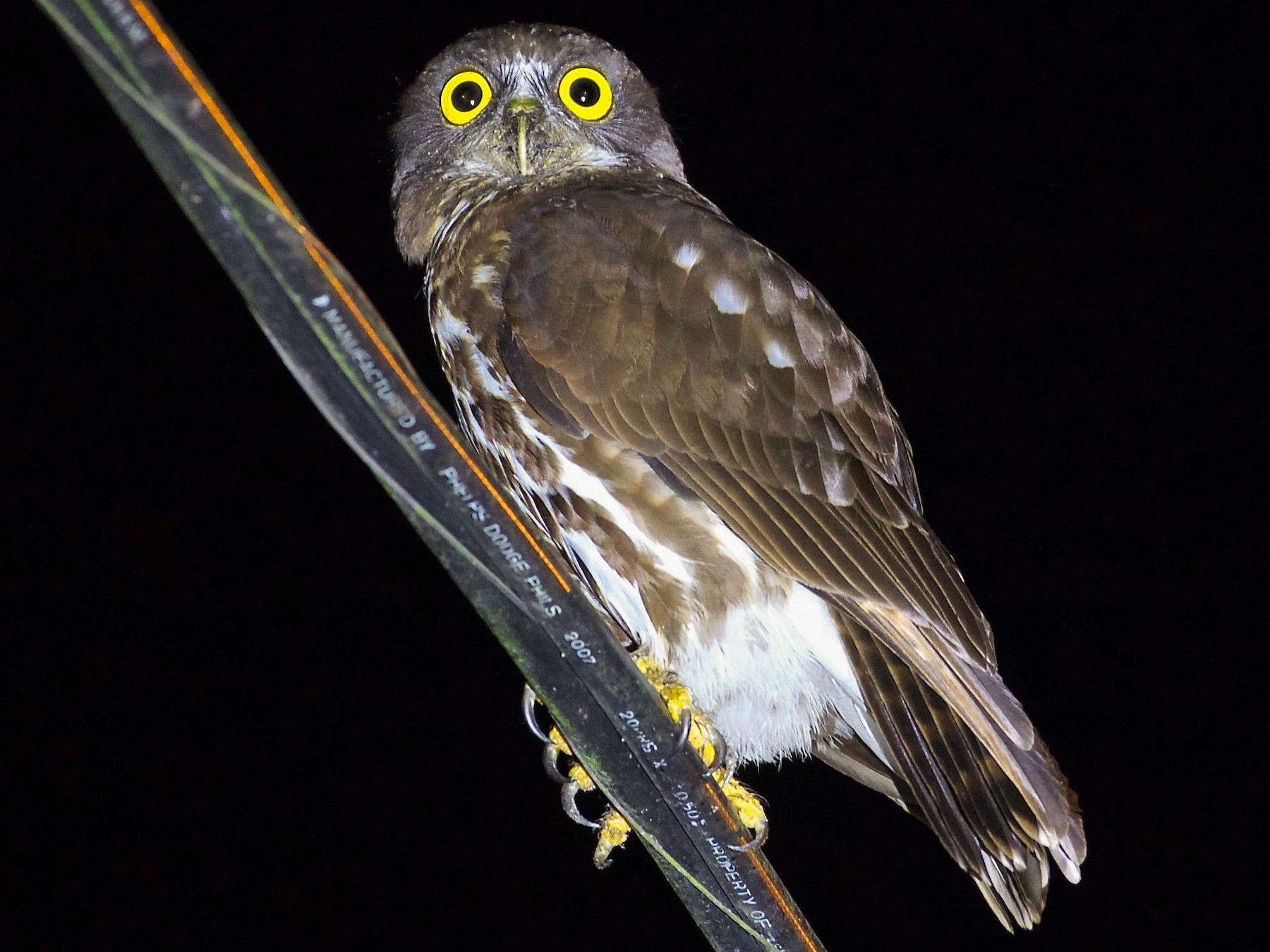 Chocolate Boobook - eBird