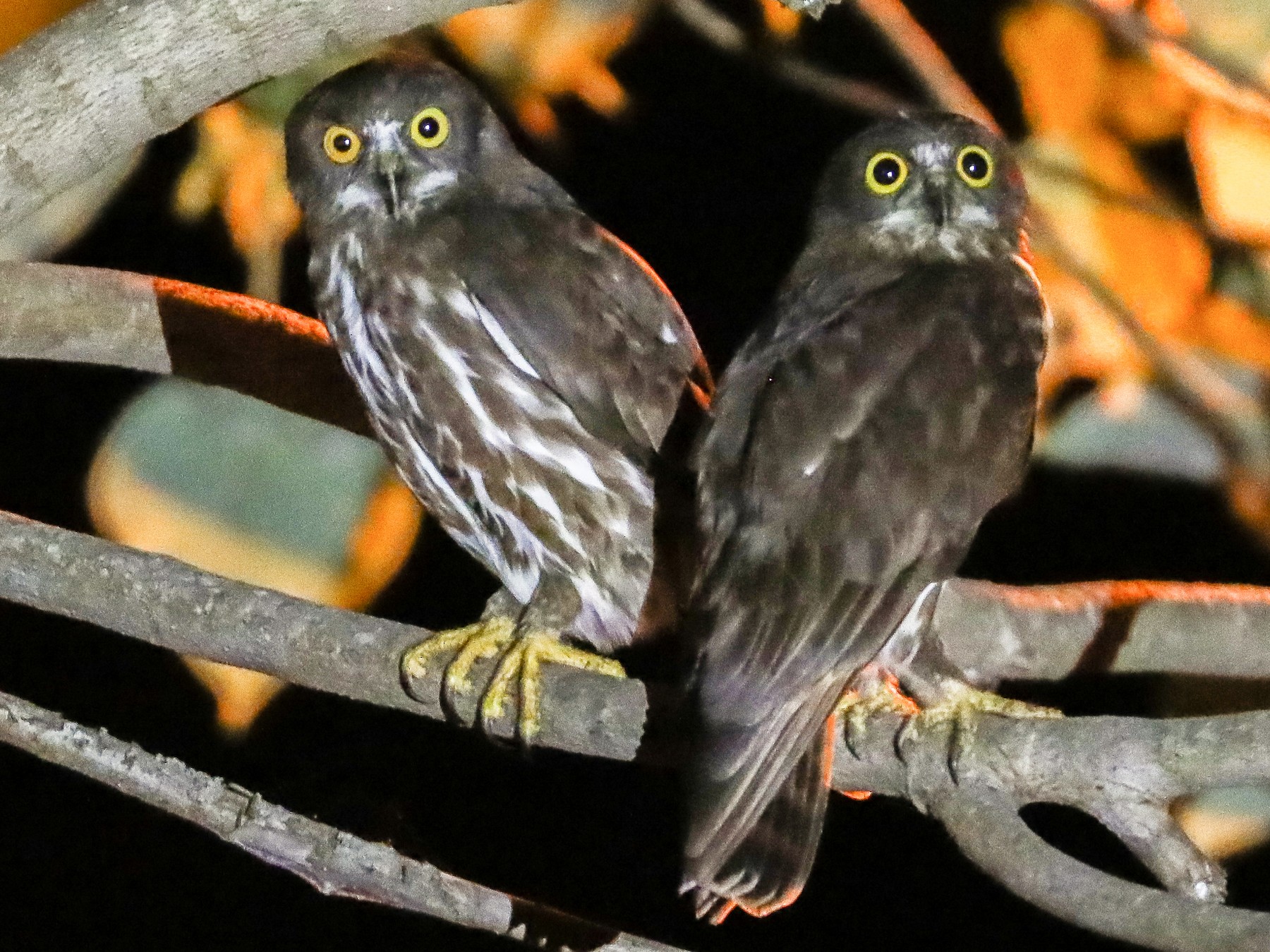 Chocolate Boobook - eBird