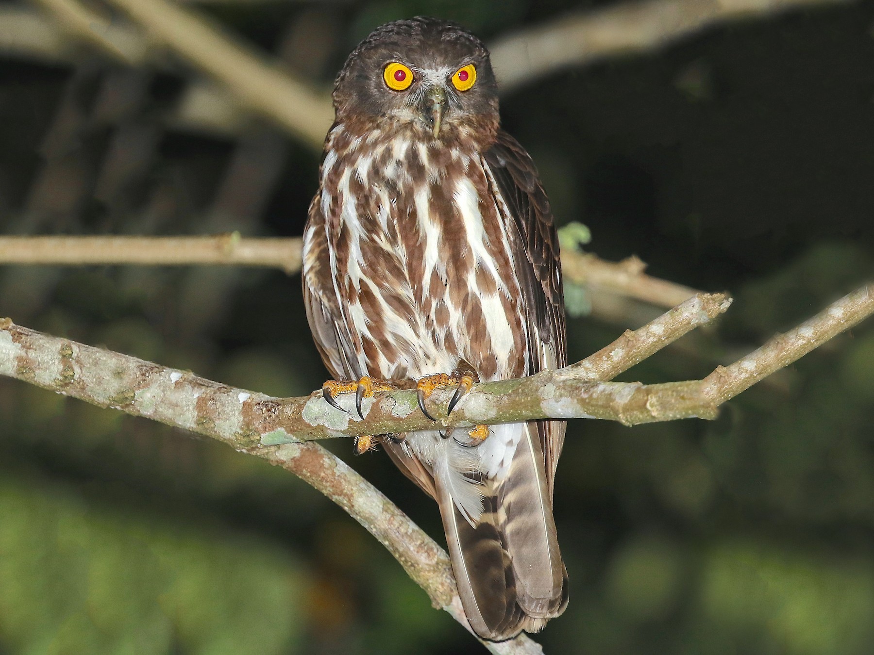 Chocolate Boobook - eBird