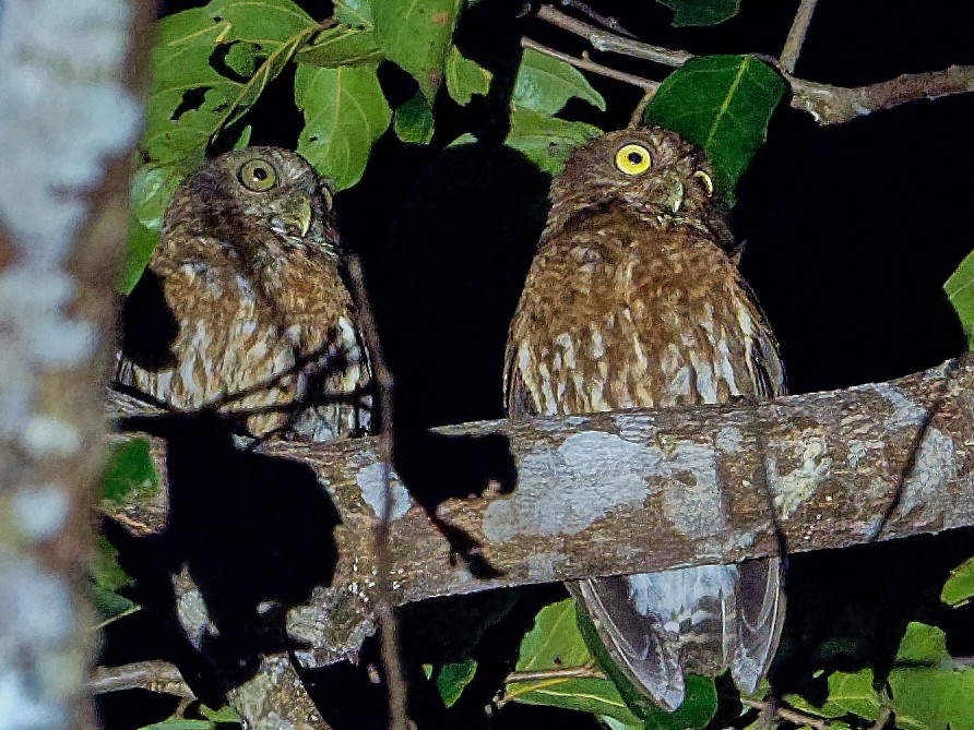 Mindanao Boobook - eBird