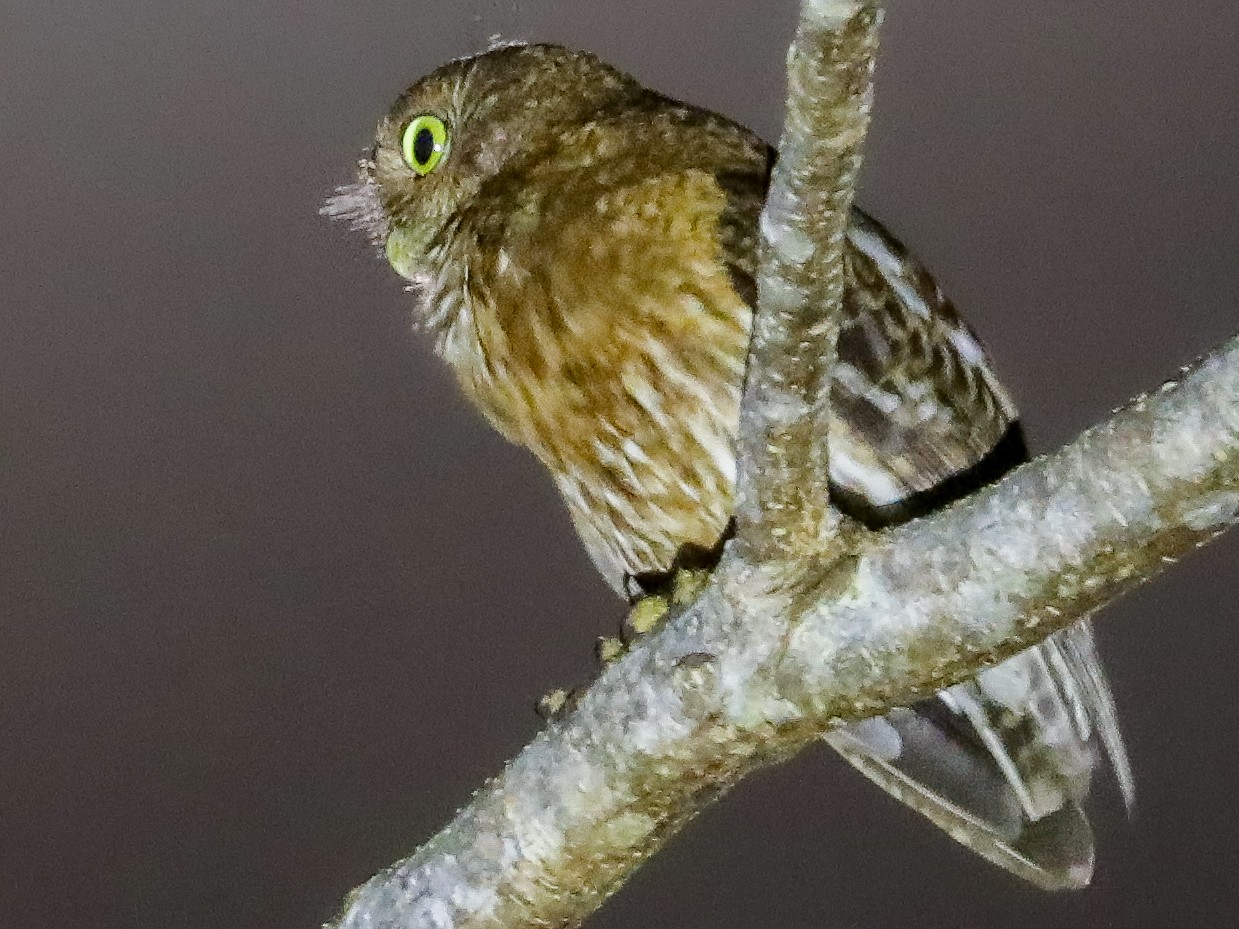 Nínox de Mindanao - eBird