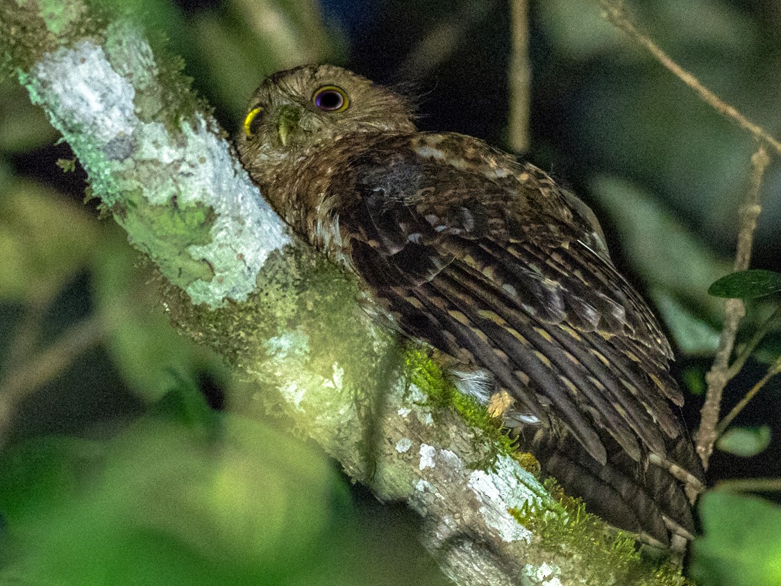 Nínox de Mindanao - eBird