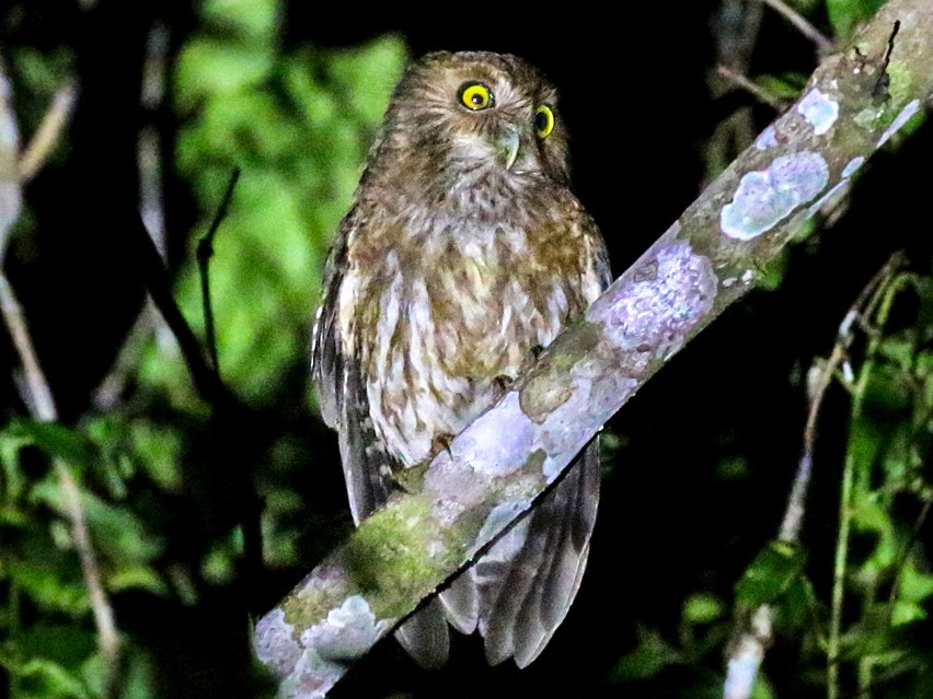 Mindanao Boobook - eBird