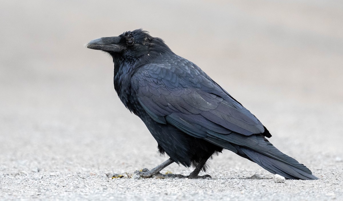 Common Raven - Corvus corax - Media Search - Macaulay Library and eBird
