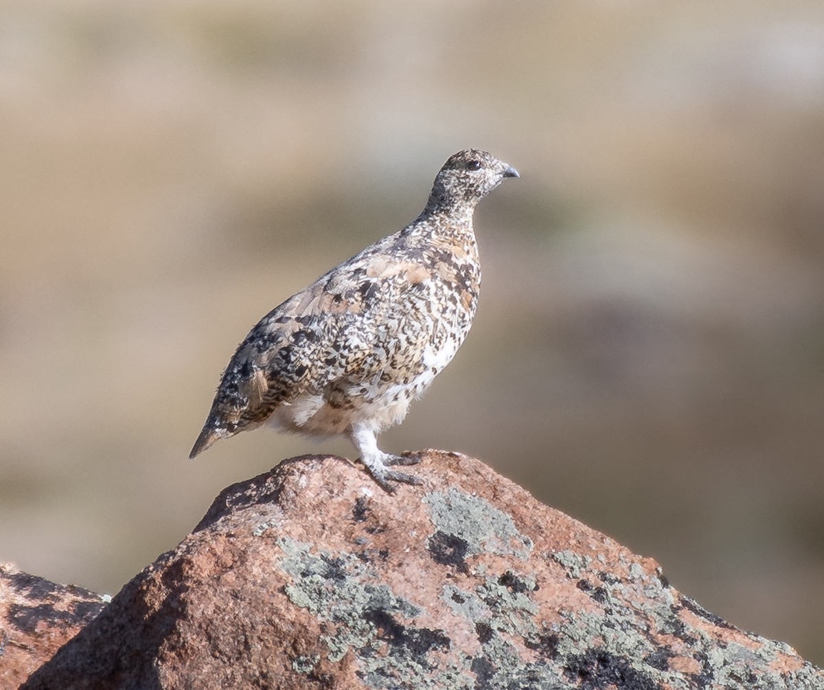 eBird Checklist - 29 Aug 2021 - Rocky Mountain NP--Ute Trail--eastern ...