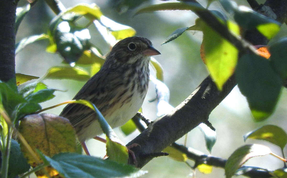 eBird Checklist - 29 Aug 2021 - Pitt Wildlife Management Area and ...