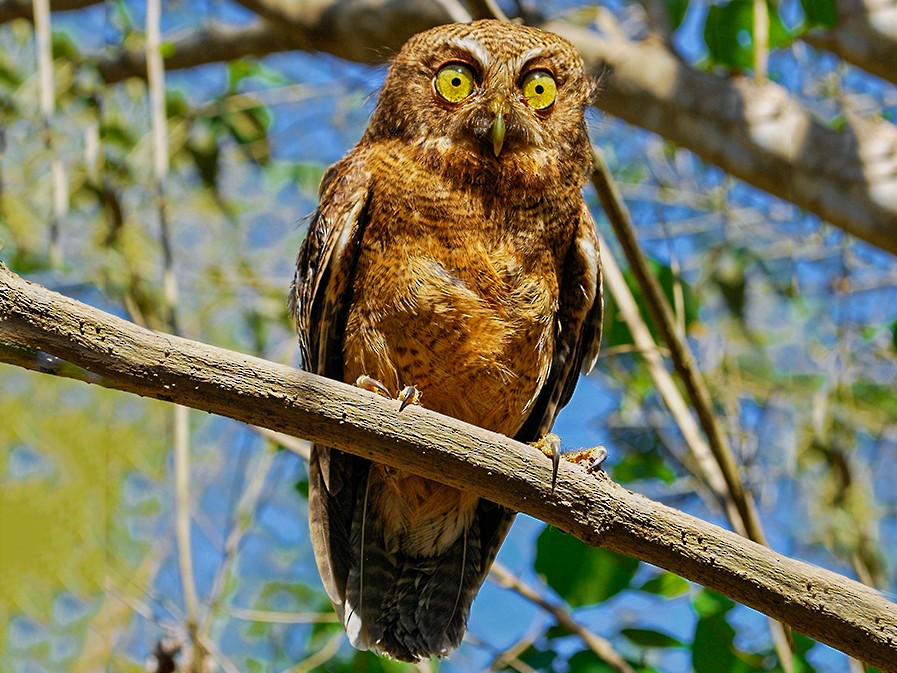 Mindoro Boobook - Ninox mindorensis - Birds of the World