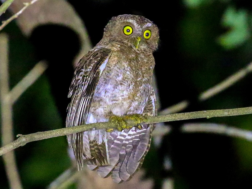 Mindoro Boobook - eBird