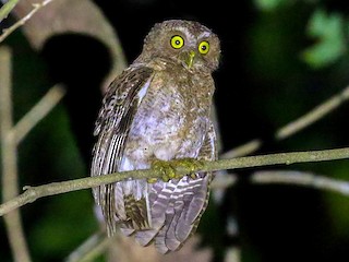 Mindoro Boobook - eBird