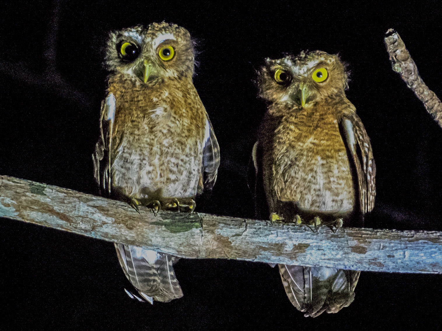 Mindoro Boobook - eBird