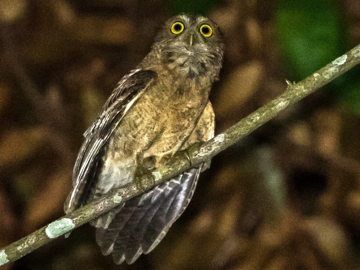 Mindoro Boobook - eBird