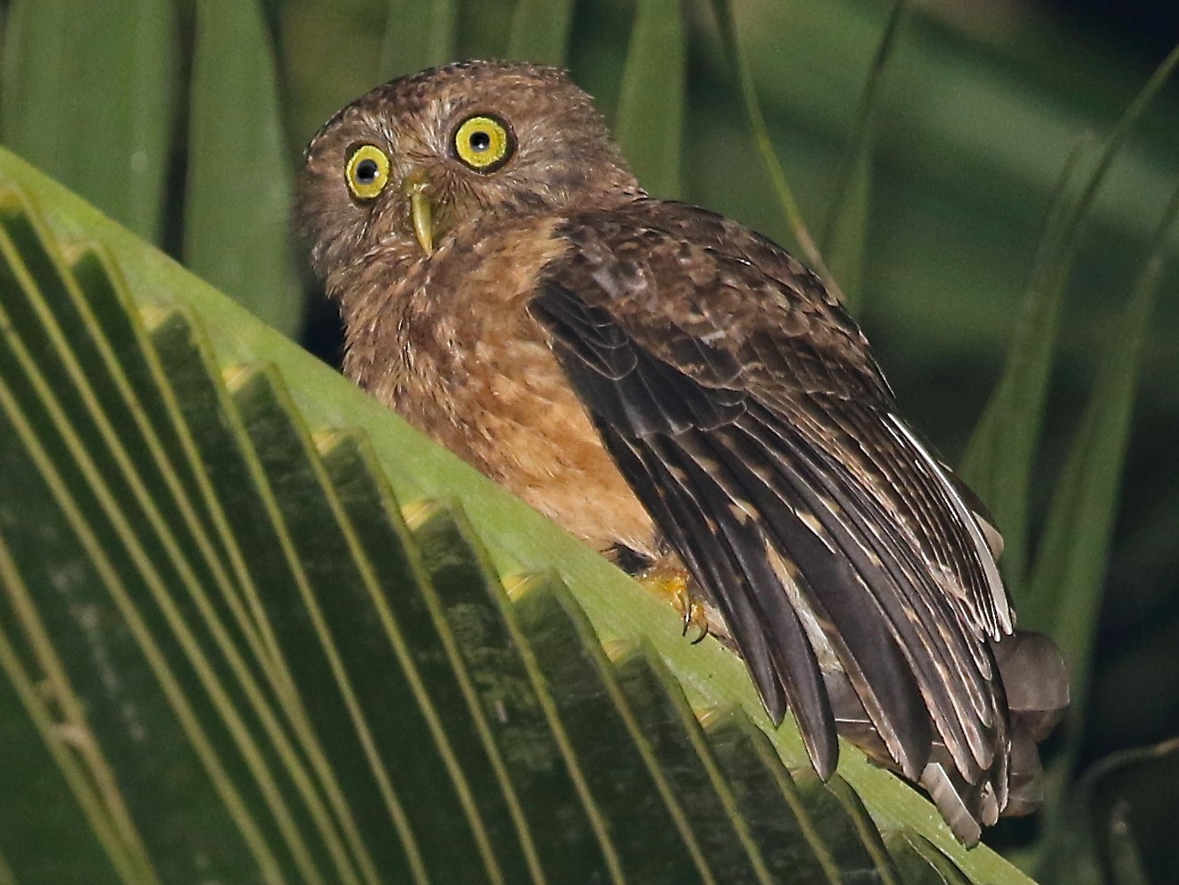 Nínox de Romblón - eBird