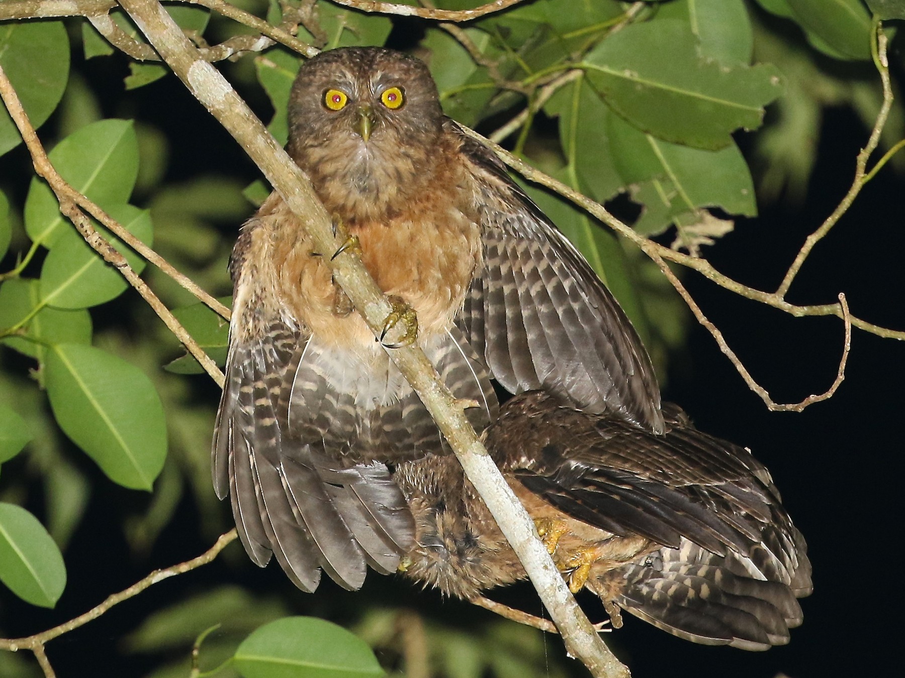 Romblon Boobook - eBird