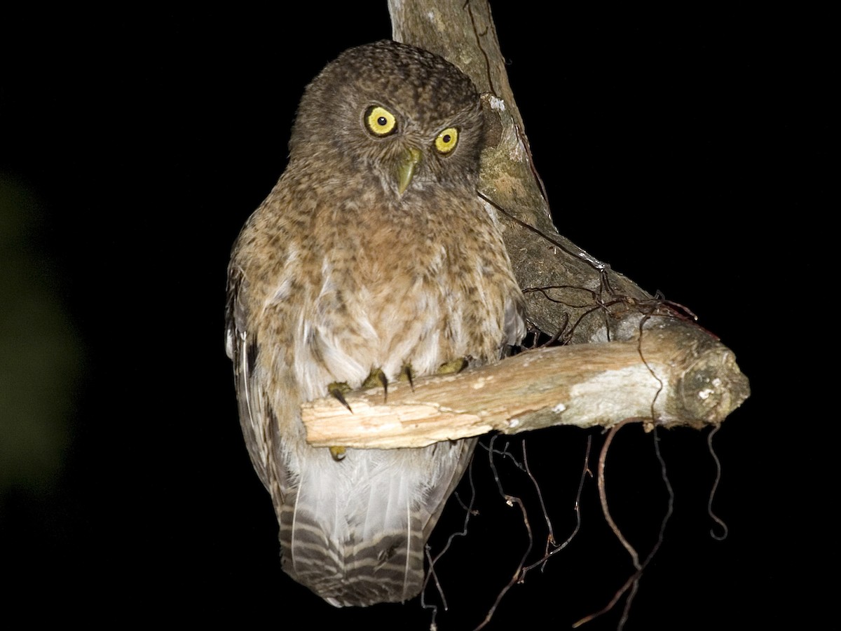 Romblon Boobook - Ninox spilonotus - Birds of the World
