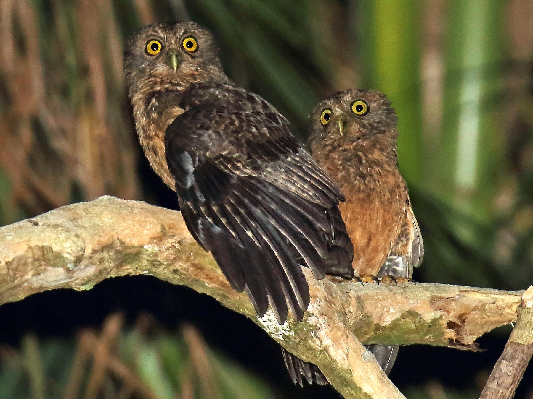 Romblon Boobook - eBird