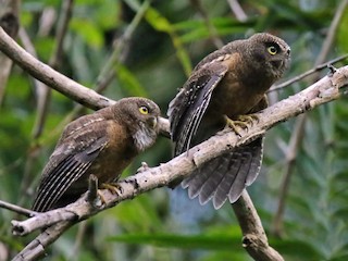 Cebu Boobook - eBird