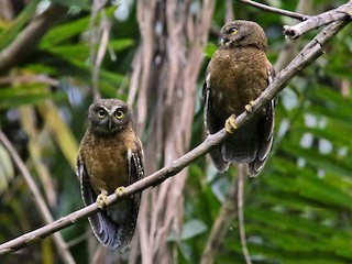 Cebu Boobook - eBird