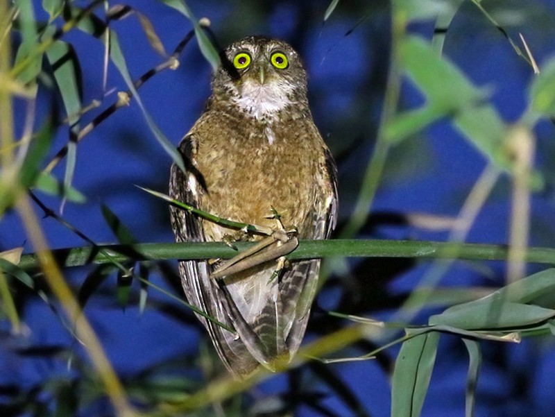 Cebu Boobook - eBird