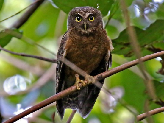 Philippine Hawk Owl