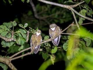 Cebu Boobook - eBird