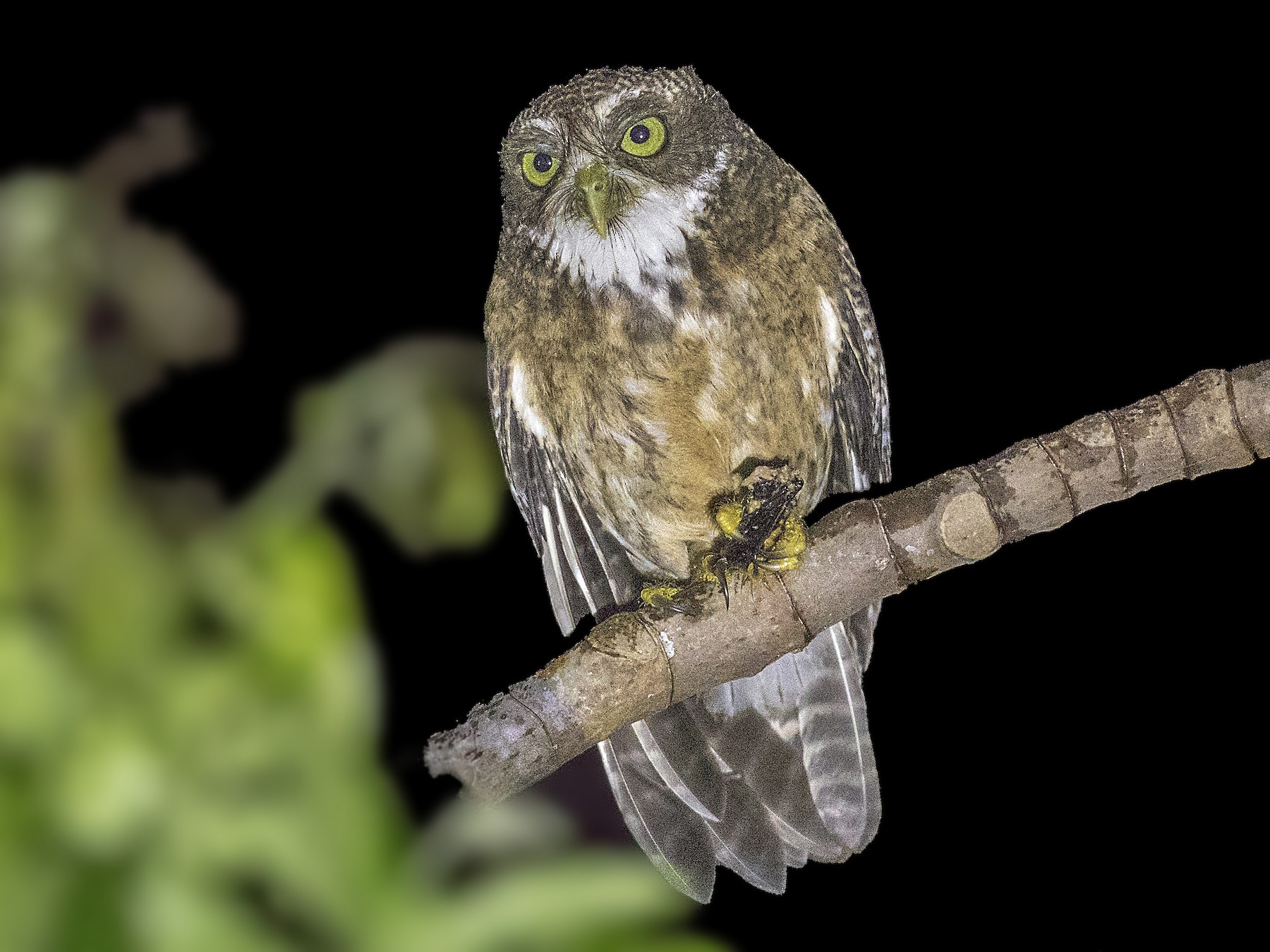 Cebu Boobook - eBird