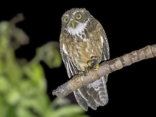 Cebu Boobook - eBird