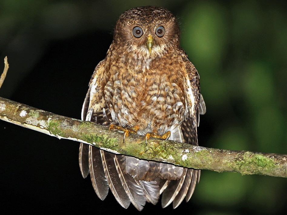 Camiguin Boobook - Ninox leventisi - Birds of the World