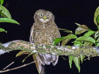Camiguin Boobook - eBird